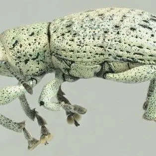 EENY-740/IN1264: Little Leaf Notcher (suggested common name) Artipus ...