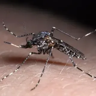 EENY-735/IN1265: Dark Rice Field Mosquito (suggested common name ...