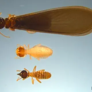 EENY-745/IN1275: Conehead Termite Nasutitermes corniger (Motschulsky ...