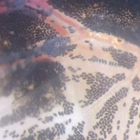 Ask IFAS: Topic - Nematoda