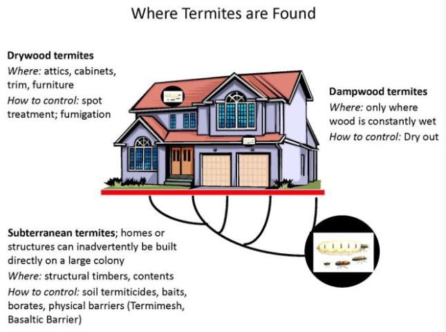 ENY-2044/IN1277: Termite Prevention and Control
