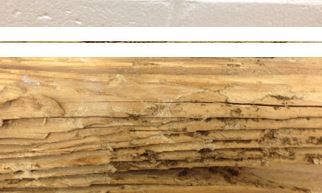 ENY-2044/IN1277: Termite Prevention and Control