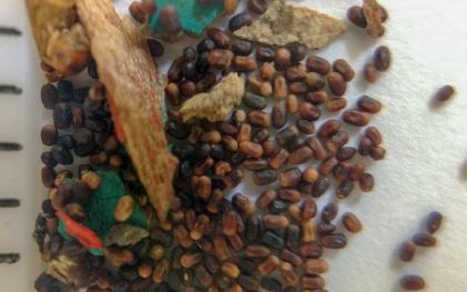 ENY-2044/IN1277: Termite Prevention and Control