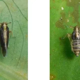 EENY-762/IN1294: Taro Planthopper Tarophagus colocasiae (Matsumura ...