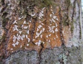 ENY-2051/IN1296: The Life of Lichen