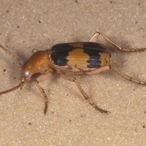 Ask IFAS: Unit - Entomology and Nematology