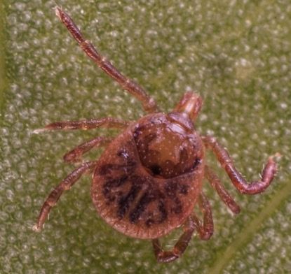 ENY-2067/IN1327: Ehrlichia and Anaplasma