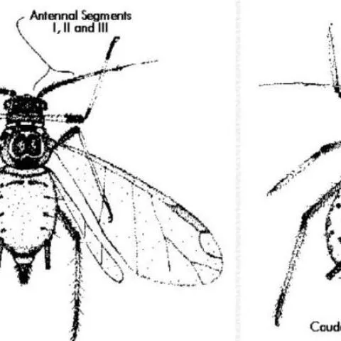 Ask IFAS: Topic - Aphids