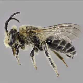 EENY-772/IN1334: Eastern Cranberry Bee Melitta americana Smith (Insecta ...