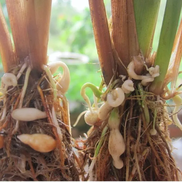 Ask IFAS: Topic - Root-knot Nematodes