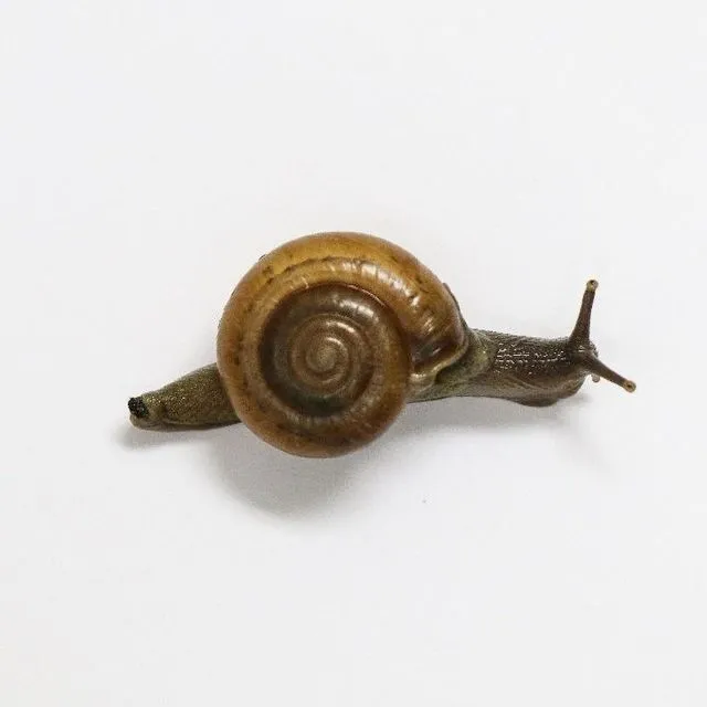 Ask IFAS: Topic - Pest Snails and slugs