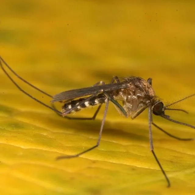 Ask IFAS: Unit - Entomology and Nematology