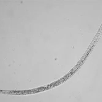 Ask IFAS: Topic - Root-knot Nematodes