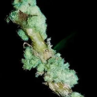 EENY-806/IN1419: Hibiscus Erineum Mite Aceria hibisci (Nalepa, 1906 ...