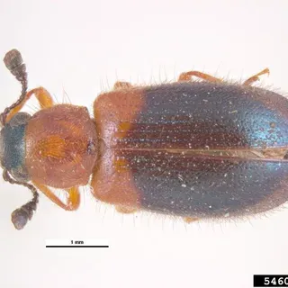 EENY-811/IN1426: Redlegged Ham Beetle, Copra Beetle Necrobia rufipes ...