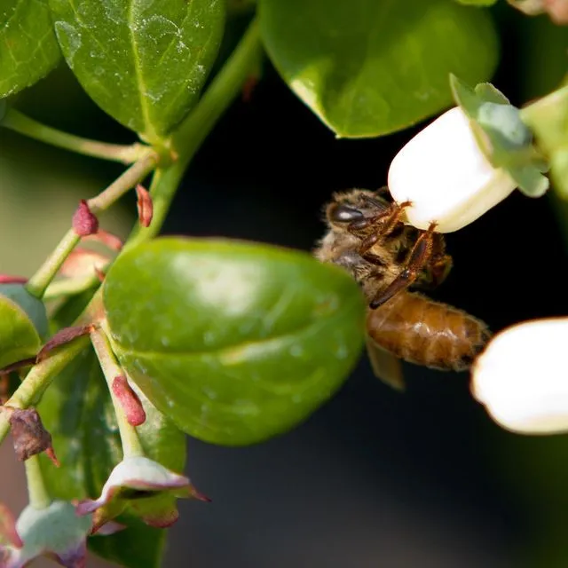 Ask IFAS: Topic - Blueberry Pest Management