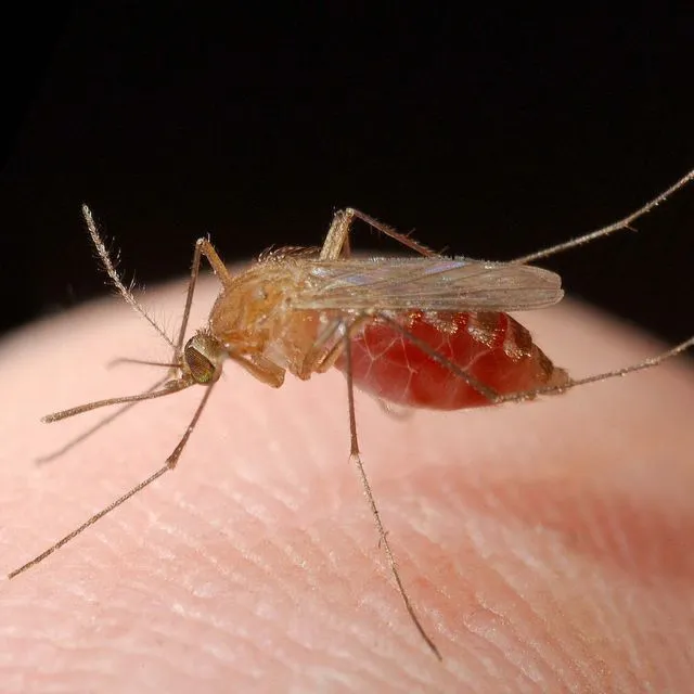 Ask IFAS - Powered by EDIS