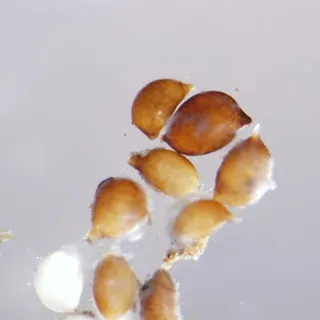 EENY-815/IN1441: Soybean Cyst Nematode, Heterodera glycines (Ichinohe ...