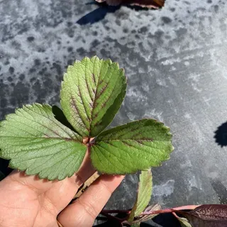 ENY2121/IN1445: How to Differentiate between Causes of Strawberry Plant ...