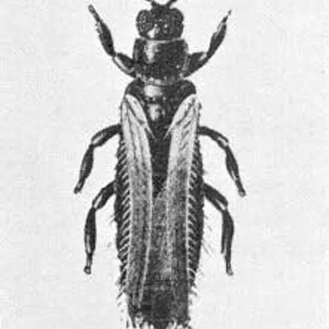 Ask IFAS: Topic - Thrips