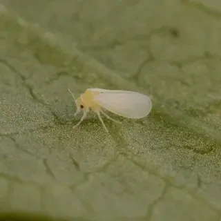 ENY-461/IN169: Arthropod Management for Tomato, Pepper, and Eggplant