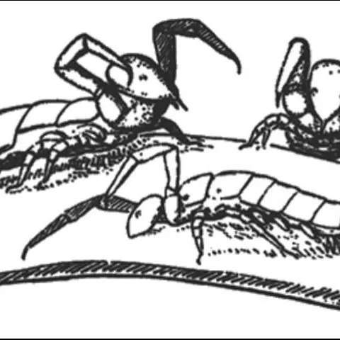 Ask IFAS: Topic - Protura