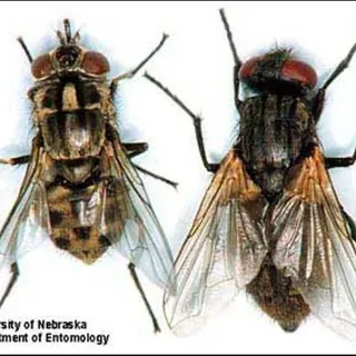 EENY-048/IN205: House fly, Musca domestica Linnaeus (Insecta: Diptera ...