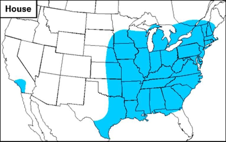 EENY-063/IN220: House Cricket, Acheta domesticus (Linnaeus) (Insecta ...