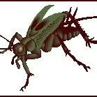 EENY065/IN222: Field Crickets, Gryllus spp. (Insecta: Orthoptera ...