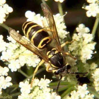 EENY-081/IN238: Yellowjackets and Hornets, Vespula and Dolichovespula ...