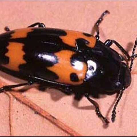 Ask IFAS: Topic - Beetles
