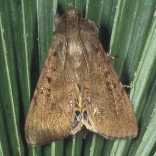 Ask IFAS: Topic - Palm Pest Insects and Mites