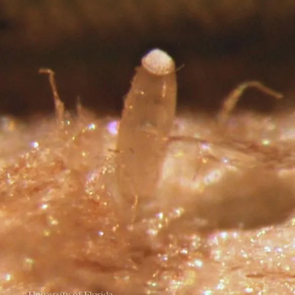 Ask IFAS: Topic - Palm Pest Insects and Mites