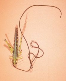 EENY117/IN274: Horsehair Worms, Hairworms, Gordian Worms, Nematomorphs ...