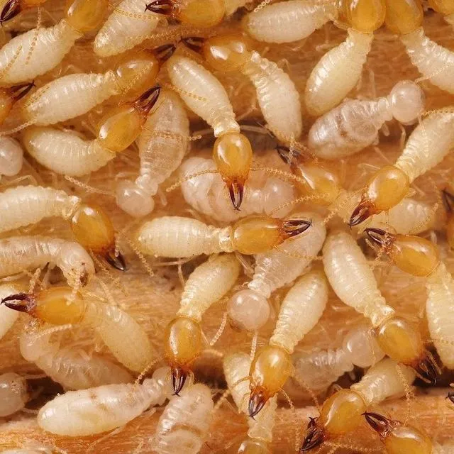 Ask IFAS: Johnalyn Gordon