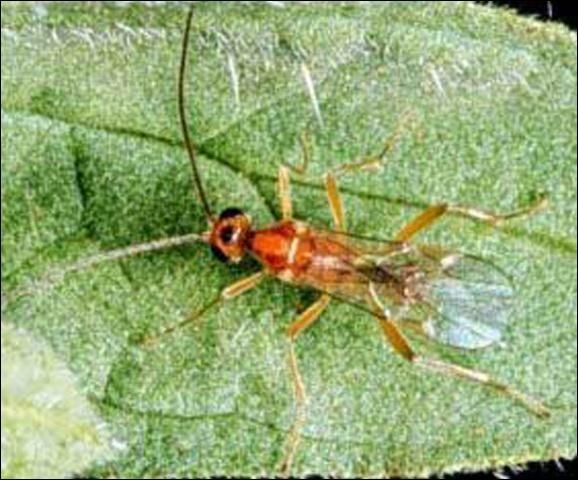 EENY125/IN282: A Wasp Parasitoid Meteorus autographae Muesebeck ...