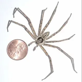 EENY-160/IN317: Pantropical Huntsman Spider, Heteropoda venatoria ...