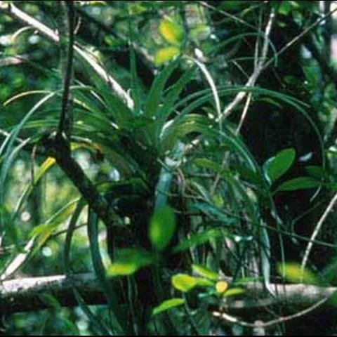 Ask IFAS: J Howard Frank