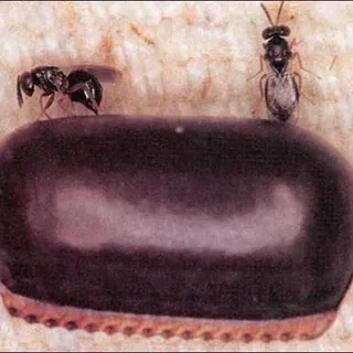 EENY-162/IN319: A Cockroach Egg Parasitoid, Evania appendigaster ...