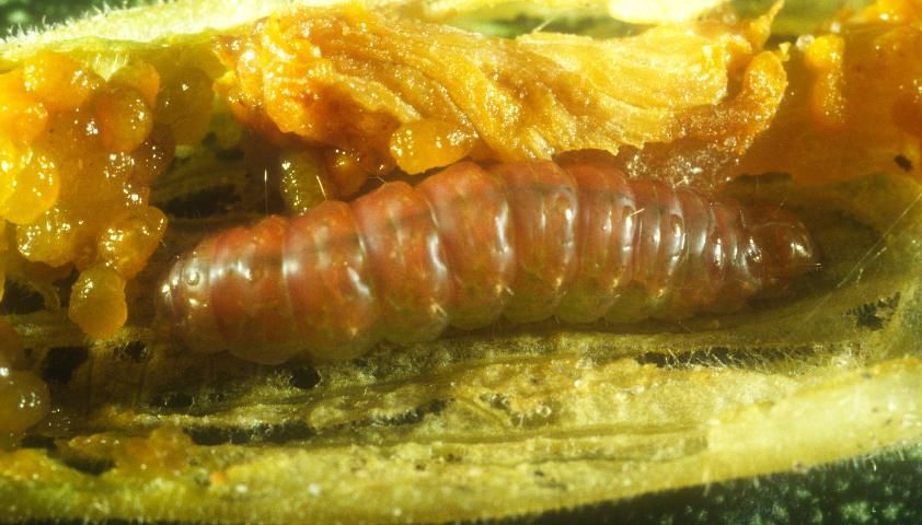EENY164/IN321: Pickleworm, Diaphania nitidalis (Stoll) (Insecta ...