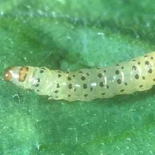 EENY164/IN321: Pickleworm, Diaphania nitidalis (Stoll) (Insecta ...