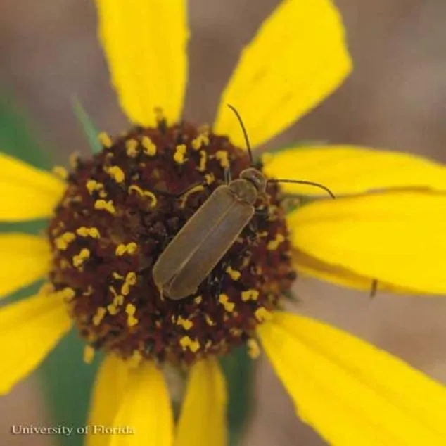 Ask IFAS: Topic - Meloidae (blister beetles)