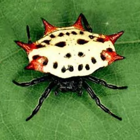 Ask IFAS: Topic - Spiders