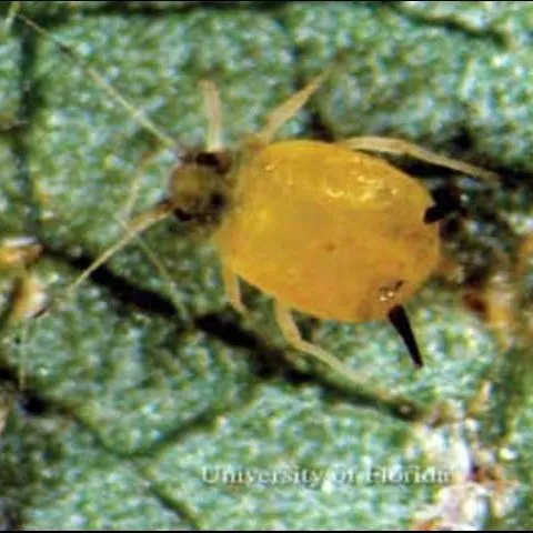 Ask IFAS: Topic - Aphids