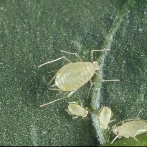 Ask IFAS: Topic - Aphids