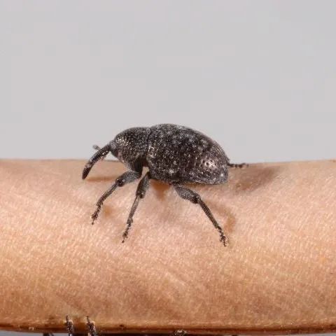 Ask IFAS: Topic - Curculionidae (snout beetles and true weevils)