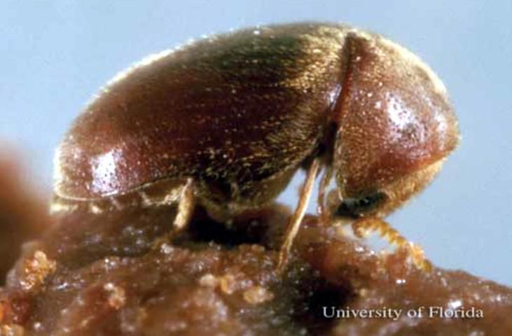 EENY-227/IN384: Cigarette Beetle, Lasioderma serricorne (F.) (Insecta ...