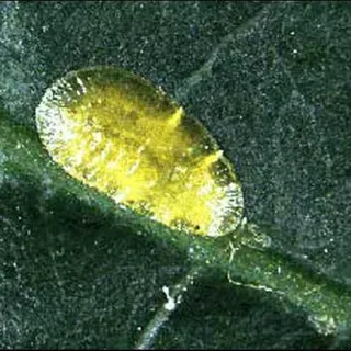 EENY-253/IN436: Green Scale, Coccus viridis (Green) (Insecta: Hemiptera ...