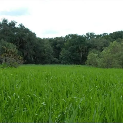 Ask IFAS: Topic - Invasive Plants