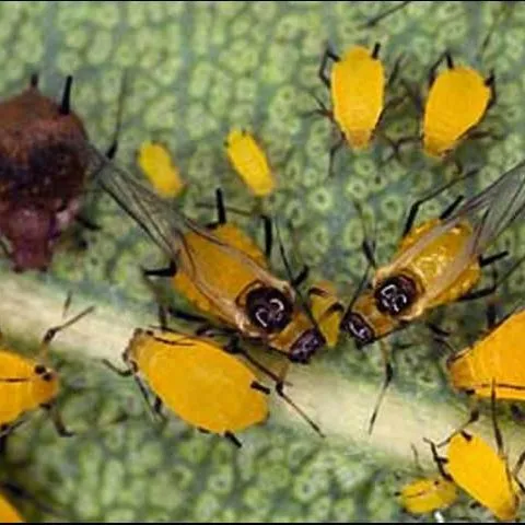 Ask IFAS: Topic - Aphids